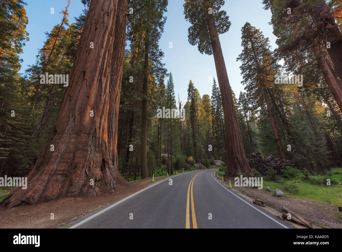Driving through giants sequoias in Sequoia National Park Stock Photo ...