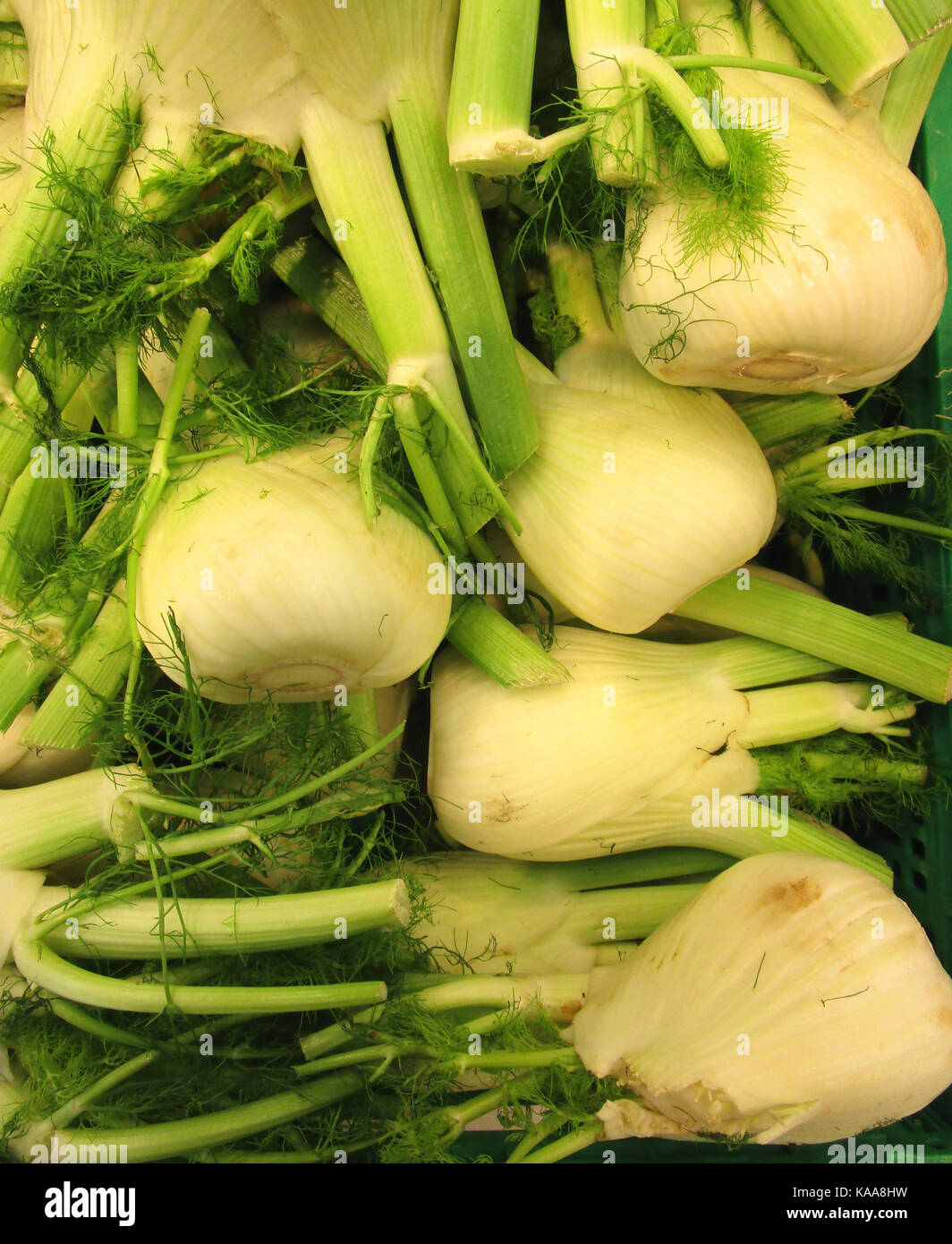 Fennel vegetable hi-res stock photography and images - Alamy