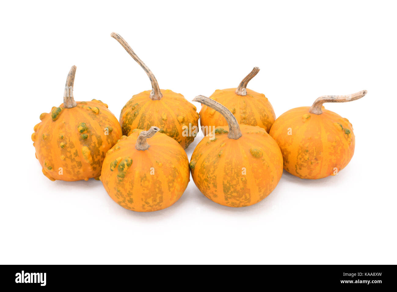 Group of six small round warty ornamental gourds, orange with green ...