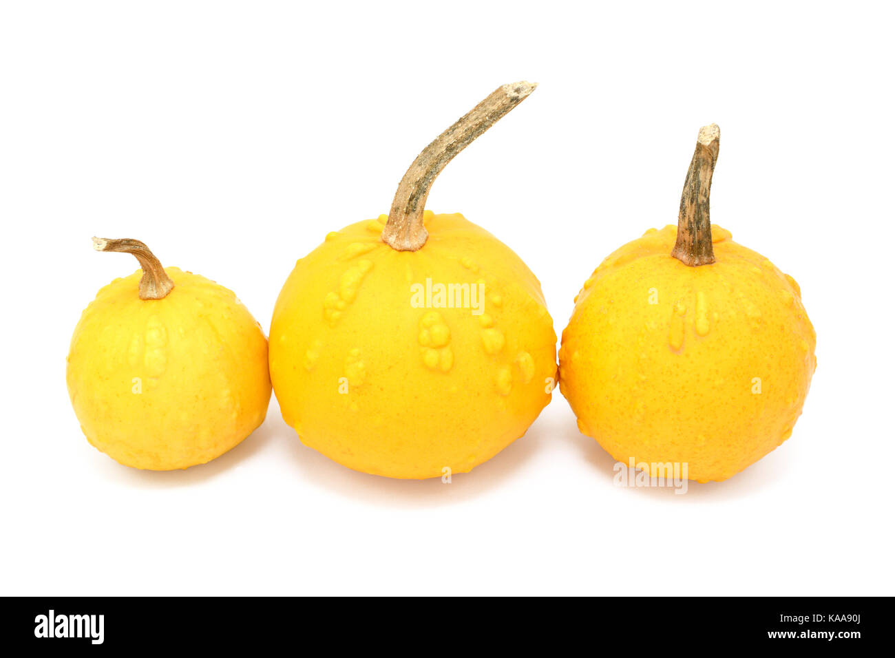 Three round orange ornamental gourds with warty lumps in different ...