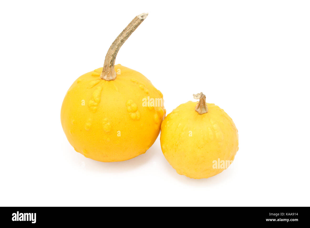 Large and small round orange ornamental gourds with warty lumps ...