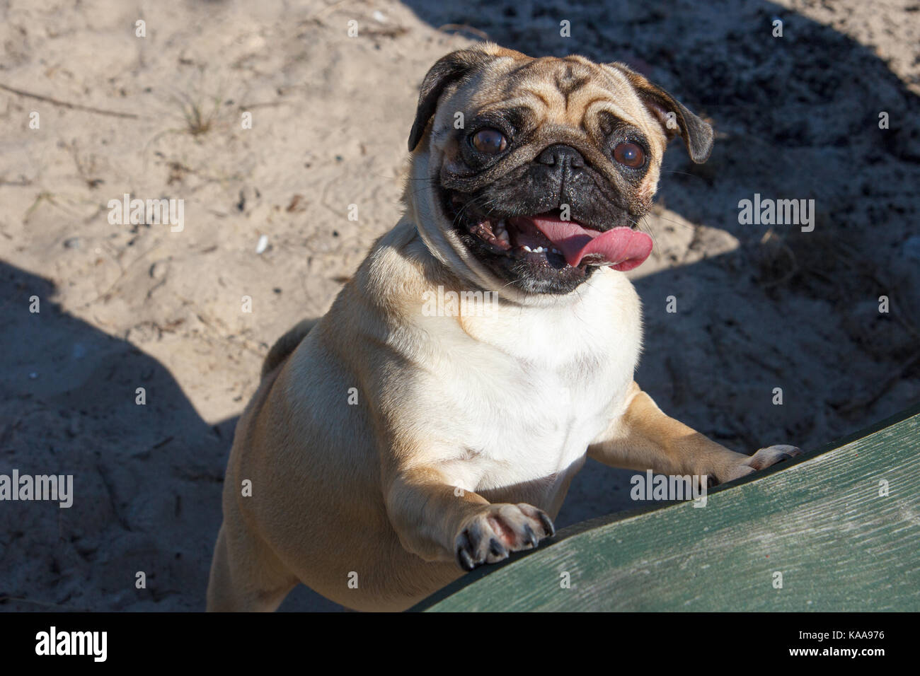 smiling pug dog Stock Photo - Alamy
