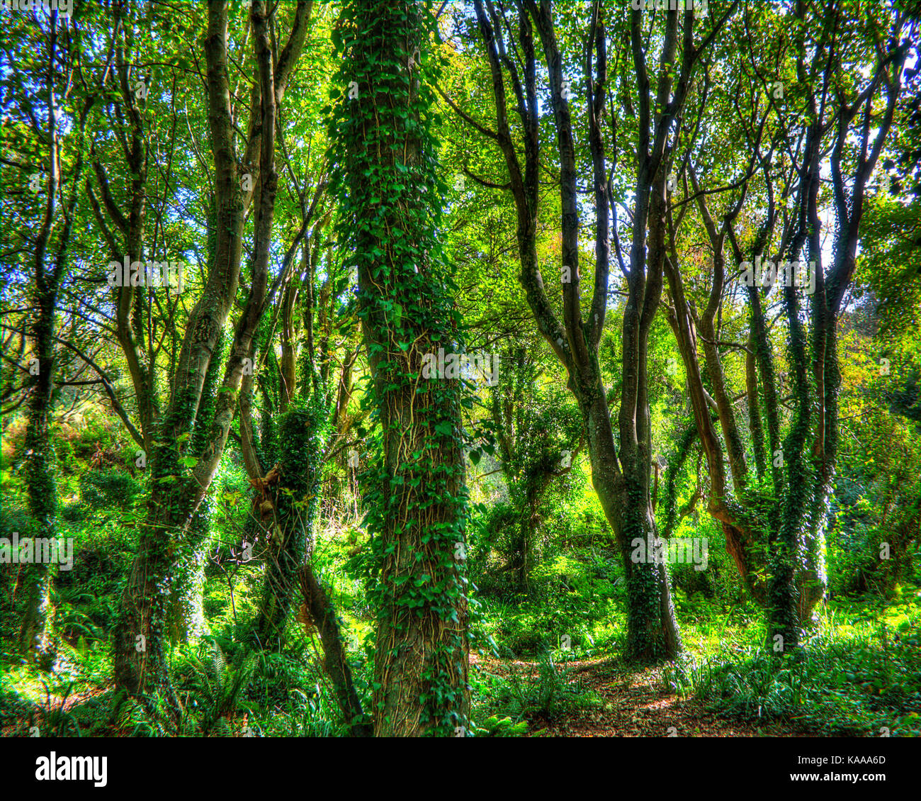 GB - DEVON: Magical forest on Berry Head near Brixham Stock Photo - Alamy