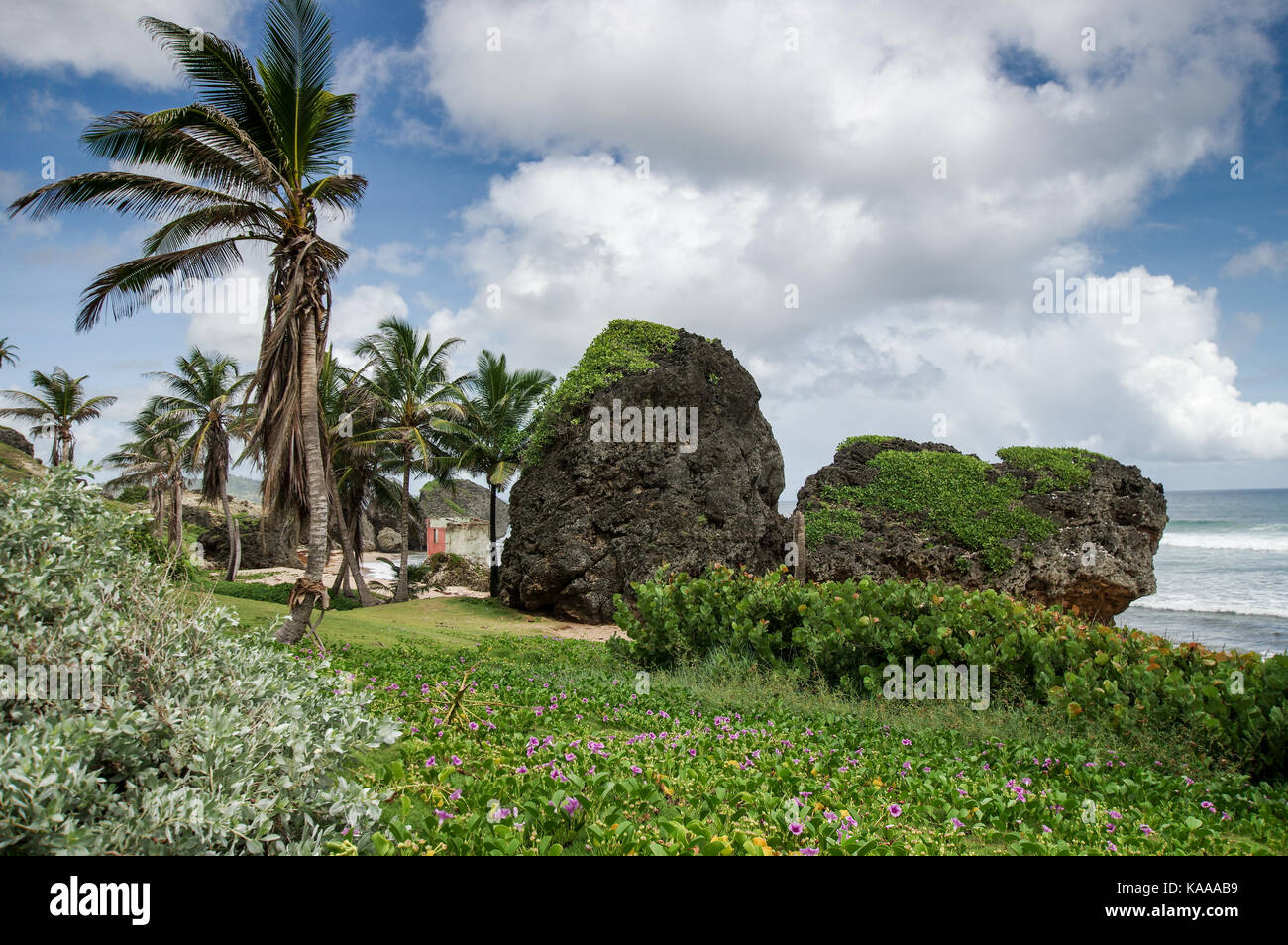 Beautiful and rugged Bathsheba Beach on the east coast of Barbados ...