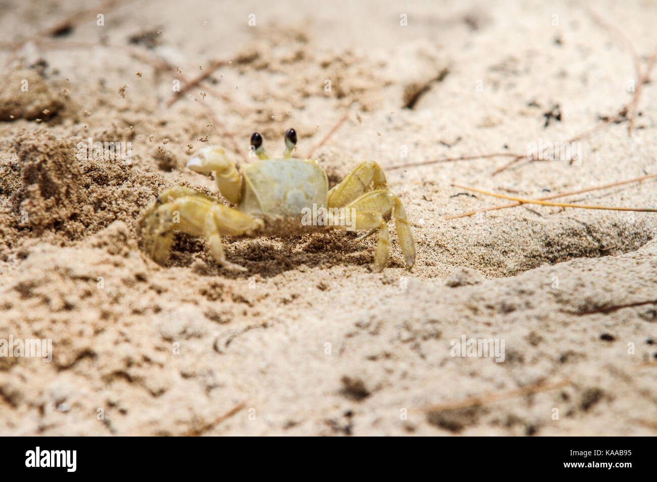 Ghost crab digging a hole in the sand on Bath beach on the east coast ...