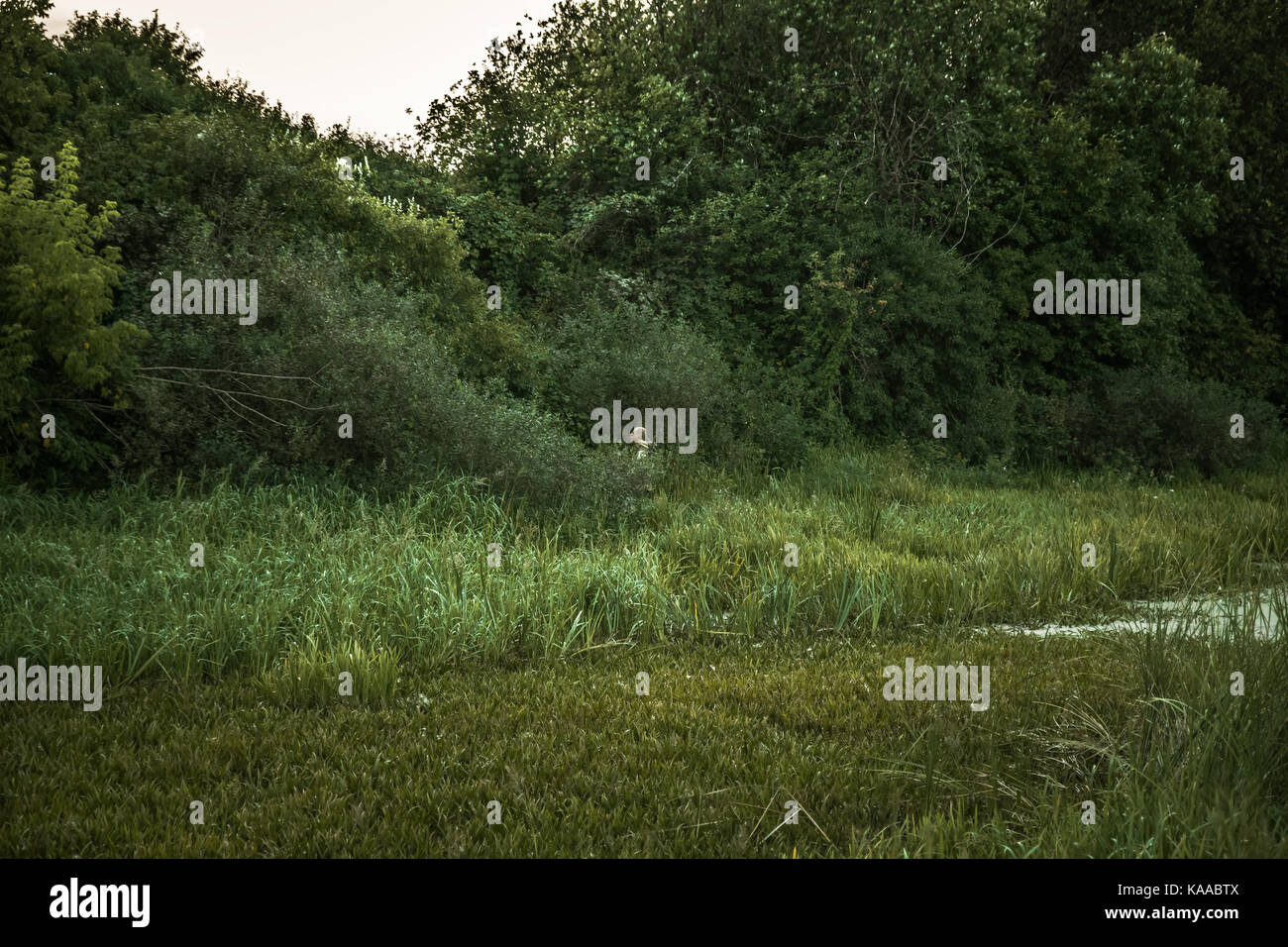 Hunter man standing in bushes nearby marshland in expectation of ...