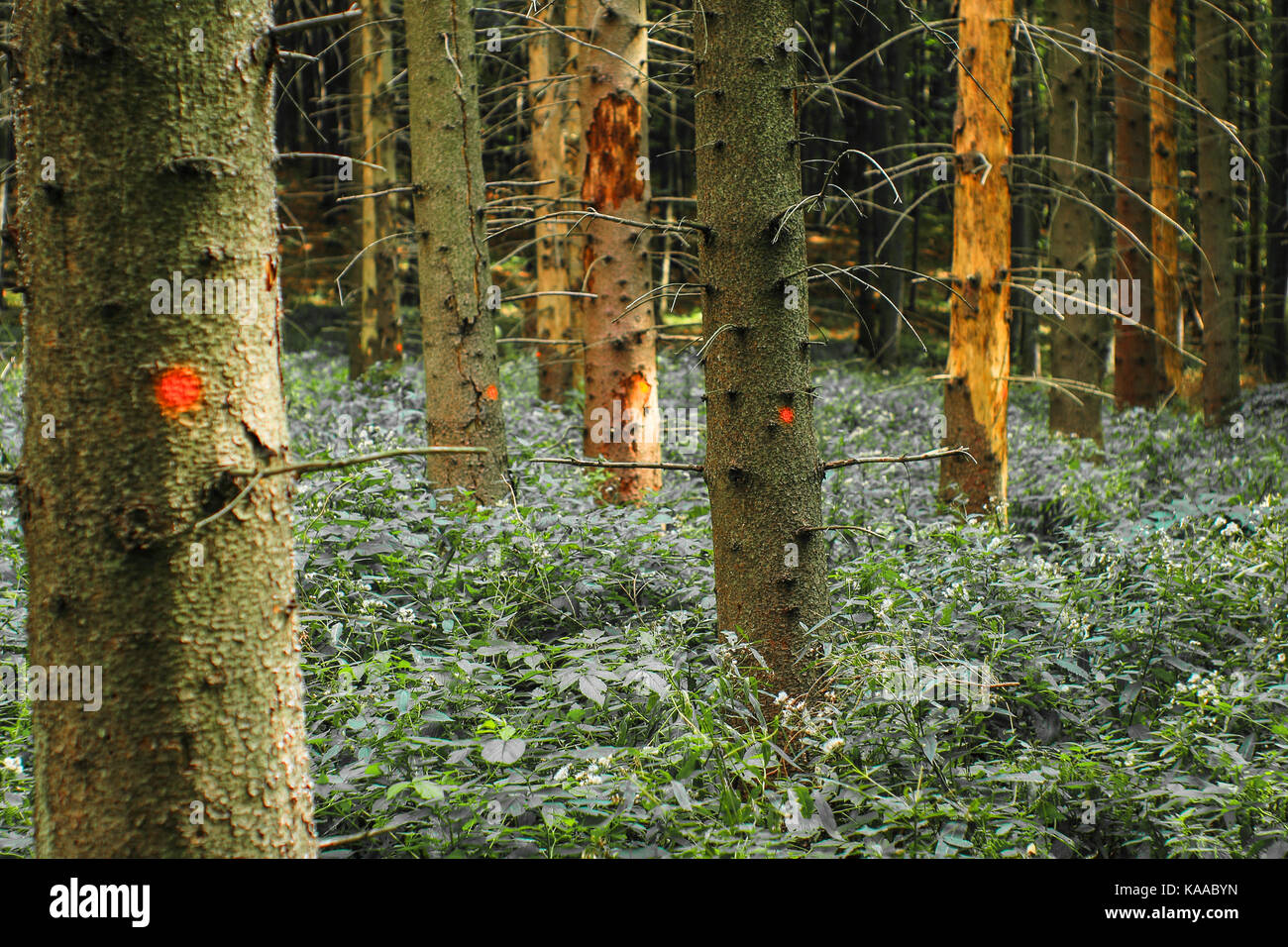 Death forest - Death trees - Forest warriors Stock Photo - Alamy