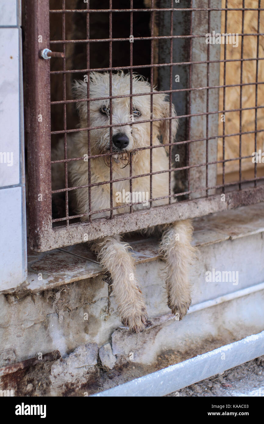 Sad dog in shelter hi-res stock photography and images - Alamy