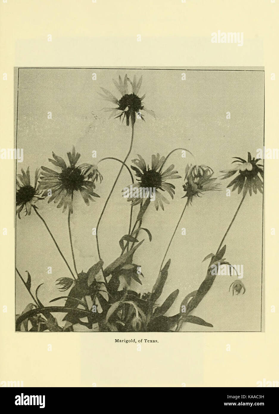 Southern bee culture (Page 107) BHL20403496 Stock Photo - Alamy