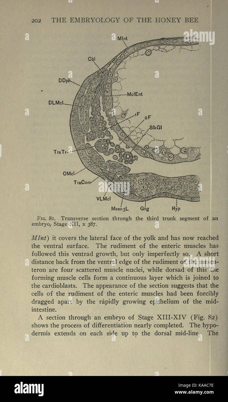This page from a historical text on honey bee embryology illustrates ...