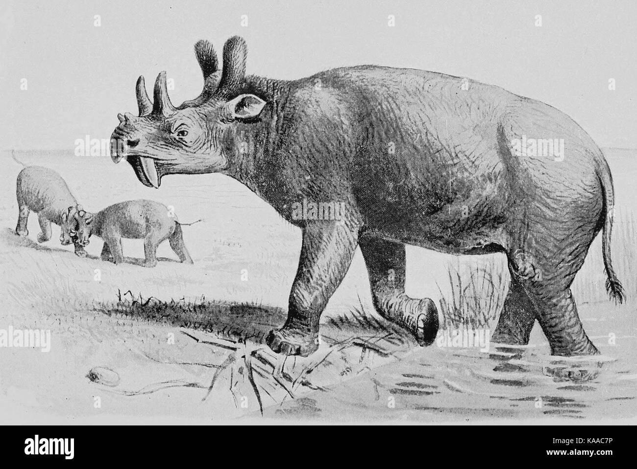 Ingens hi-res stock photography and images - Alamy