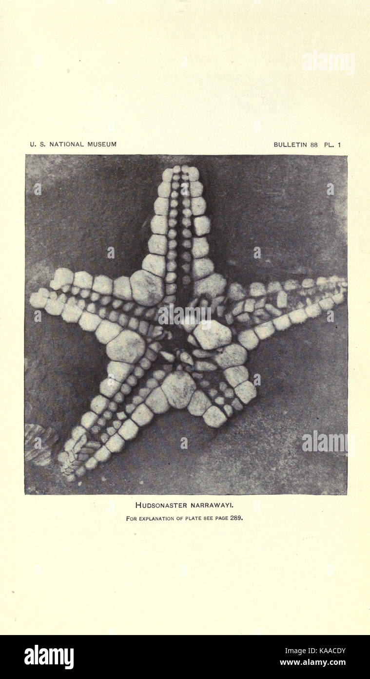 Revision of Paleozoic Stelleroidea BHL17072701 Stock Photo - Alamy