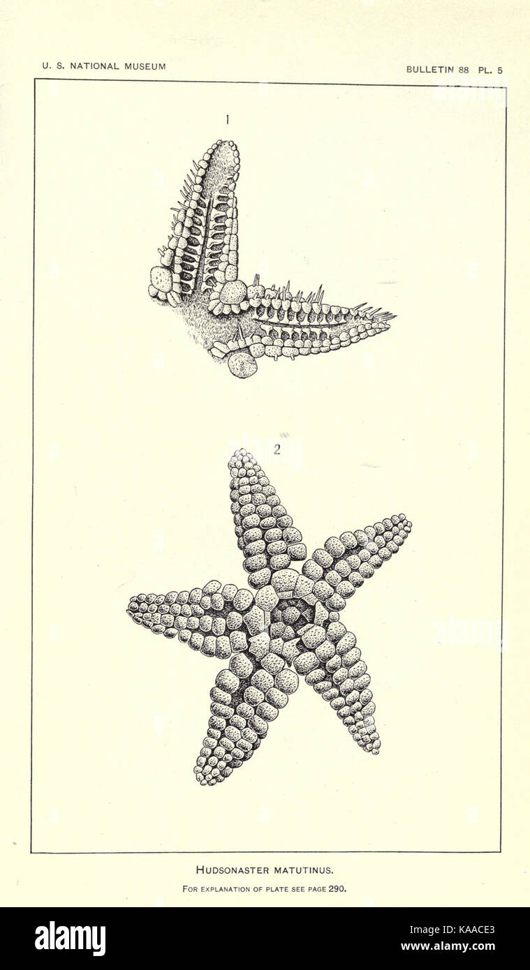 Revision of Paleozoic Stelleroidea BHL17072709 Stock Photo - Alamy