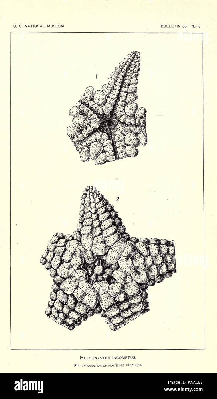 Ancient sea creatures hi-res stock photography and images - Alamy