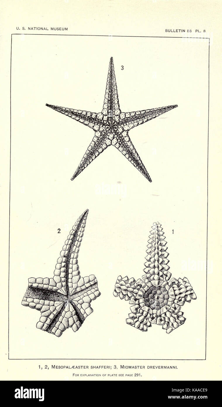 Starfish fossils hi-res stock photography and images - Alamy