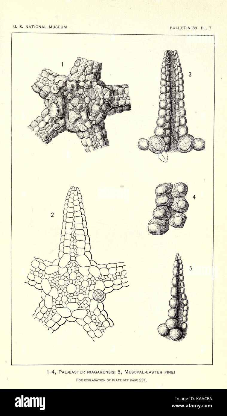 Revision of Paleozoic Stelleroidea BHL17072713 Stock Photo - Alamy