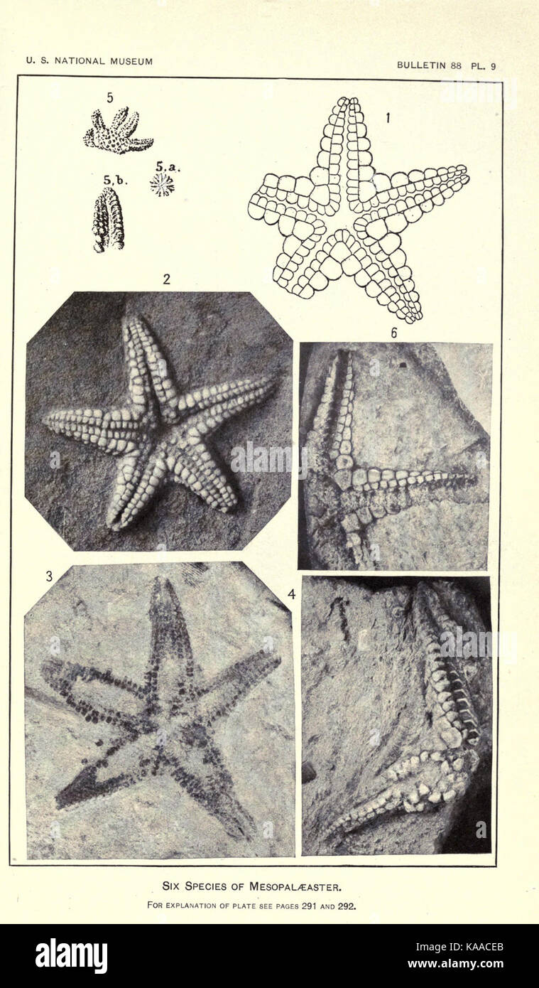 This scientific work focuses on a revision of the Paleozoic ...
