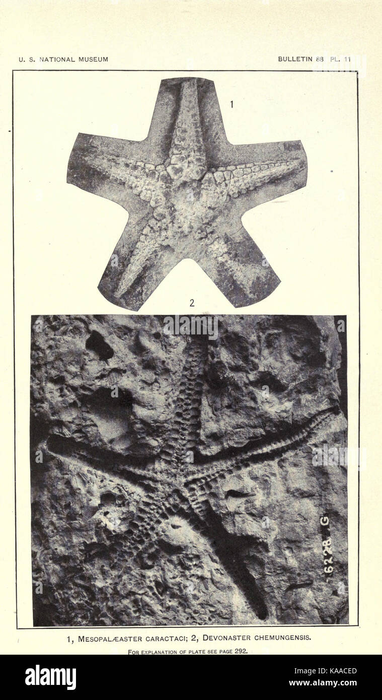 Revision of Paleozoic Stelleroidea BHL17072721 Stock Photo - Alamy