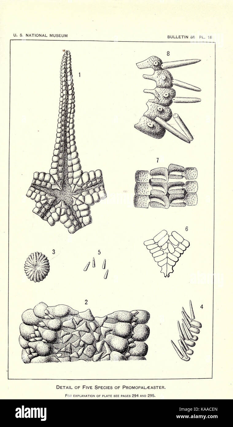 A scientific work on the *Revision of Paleozoic Stelleroidea*, a class ...