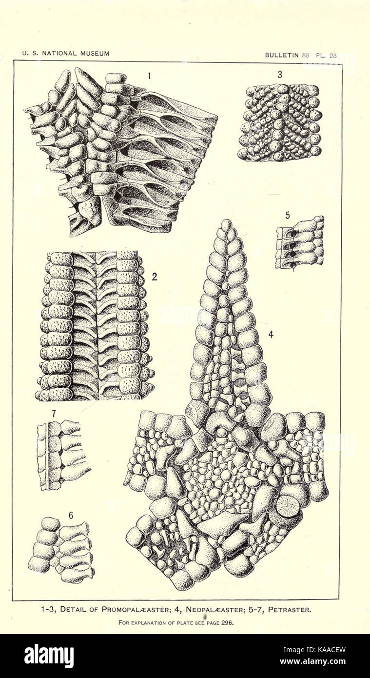 Revision of Paleozoic Stelleroidea BHL17072745 Stock Photo - Alamy