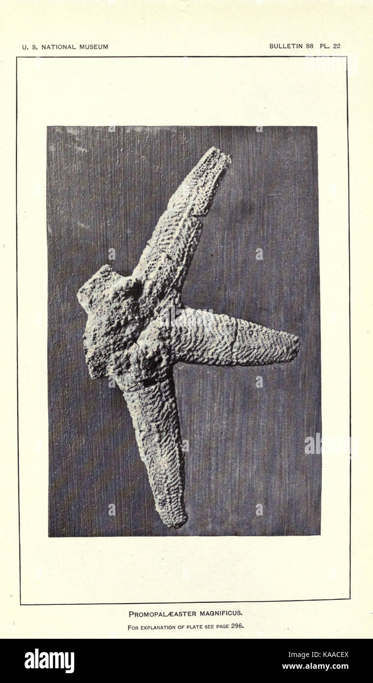 Morphology within paleontological research hi-res stock photography and ...