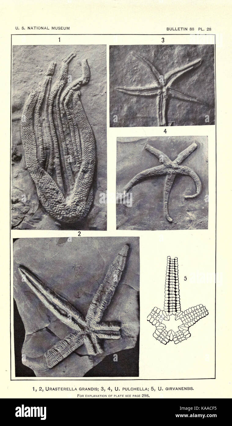 A scientific paper titled 'Revision of Paleozoic Stelleroidea ...