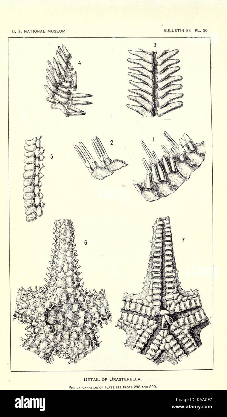 Revision of Paleozoic Stelleroidea BHL17072759 Stock Photo - Alamy