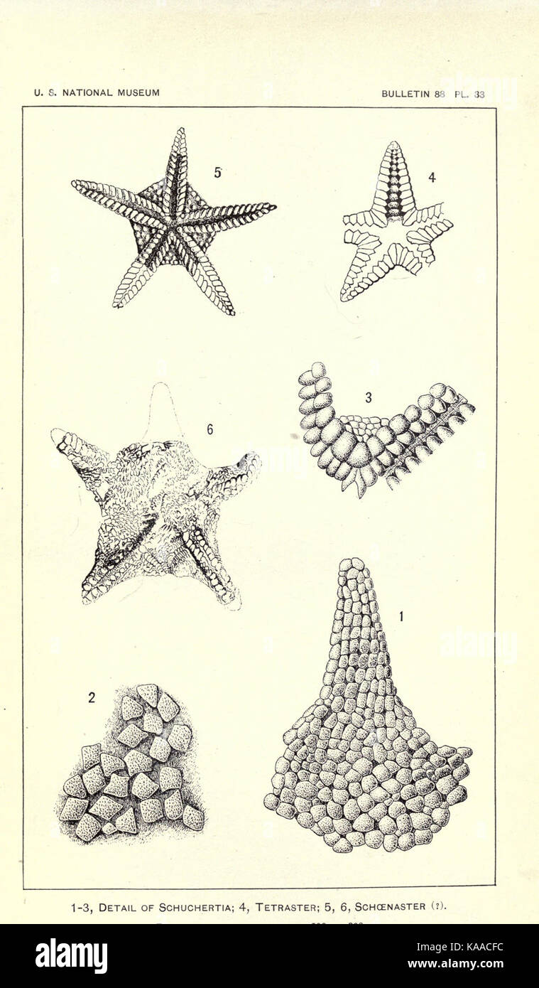 This image features the scientific illustration from the 'Revision of ...
