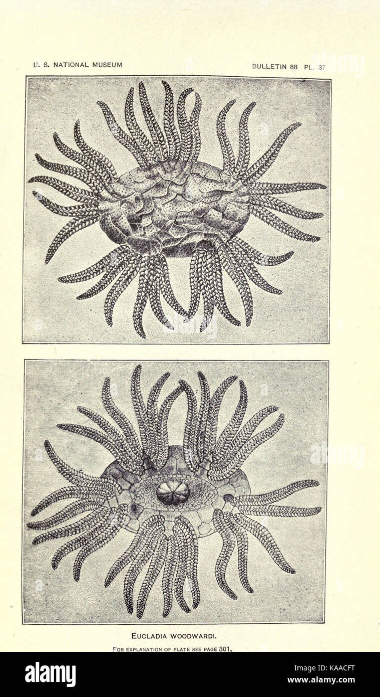 Revision of Paleozoic Stelleroidea BHL17072773 Stock Photo - Alamy