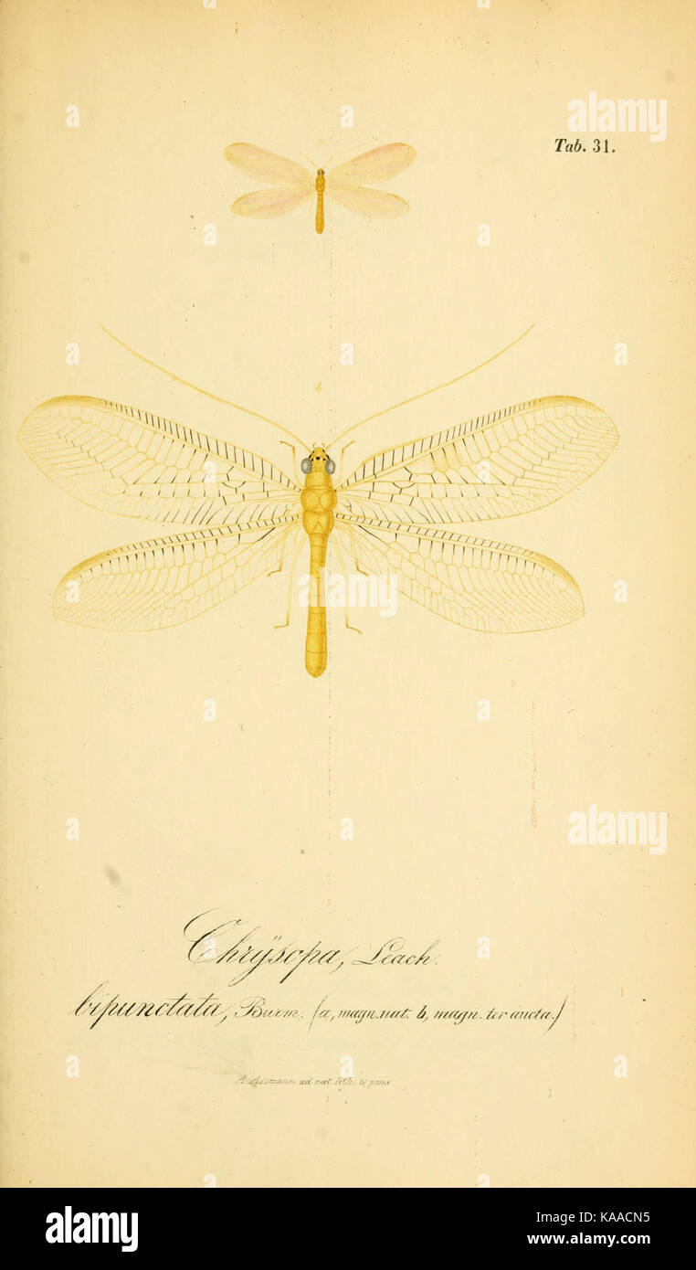 Diagrams of insect morphology hi-res stock photography and images - Alamy