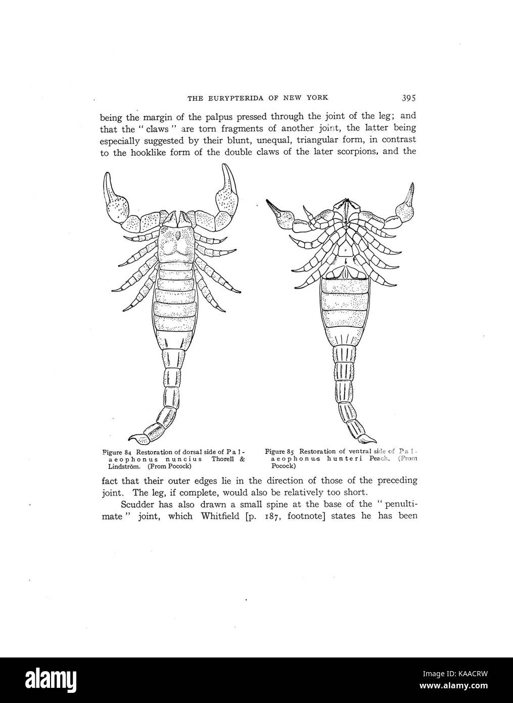 Eurypterids eurypterida hi-res stock photography and images - Alamy