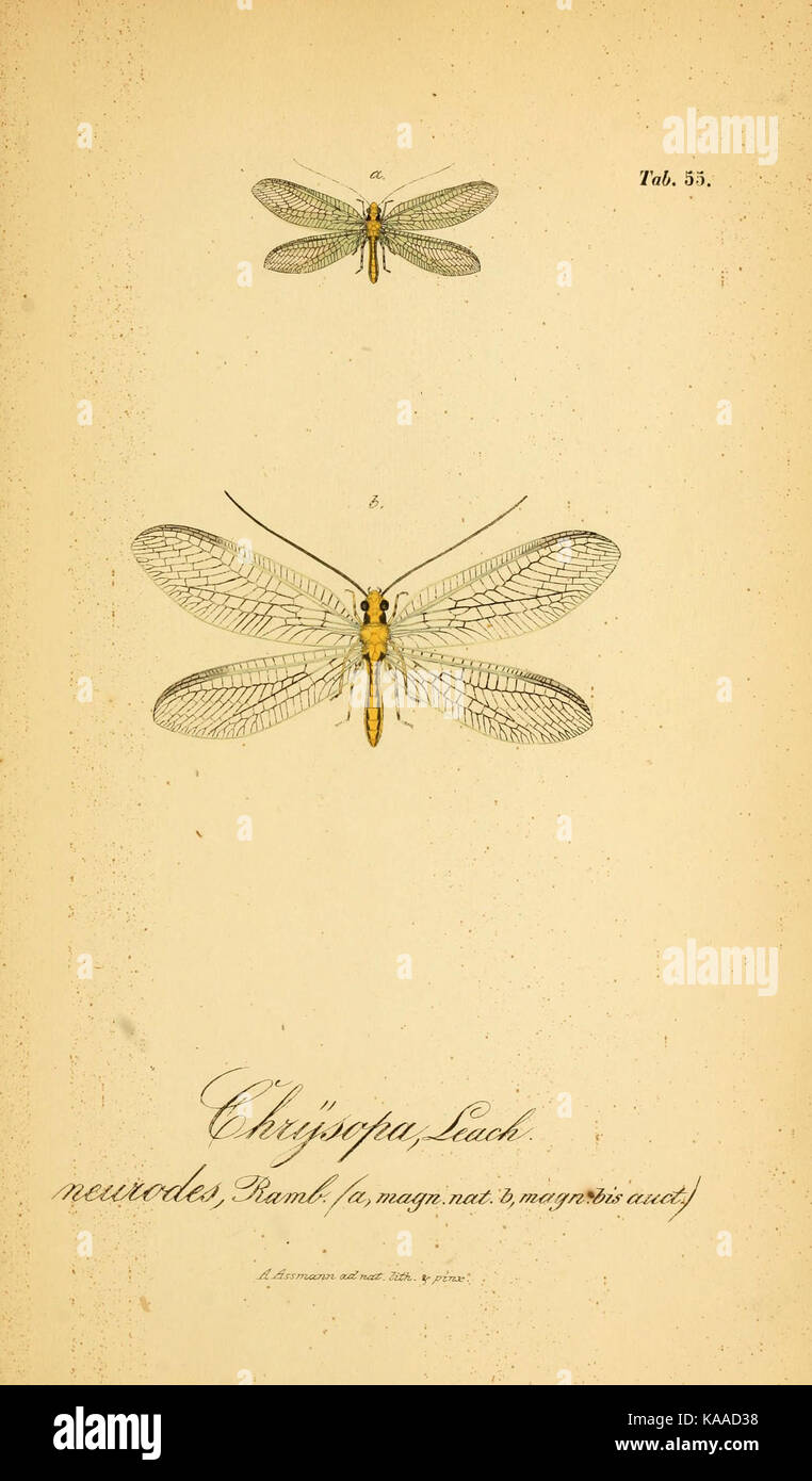 Green insect illustrations hi-res stock photography and images - Alamy