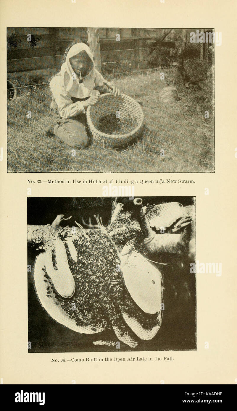 The ABC and XYZ of bee culture BHL9454827 Stock Photo - Alamy