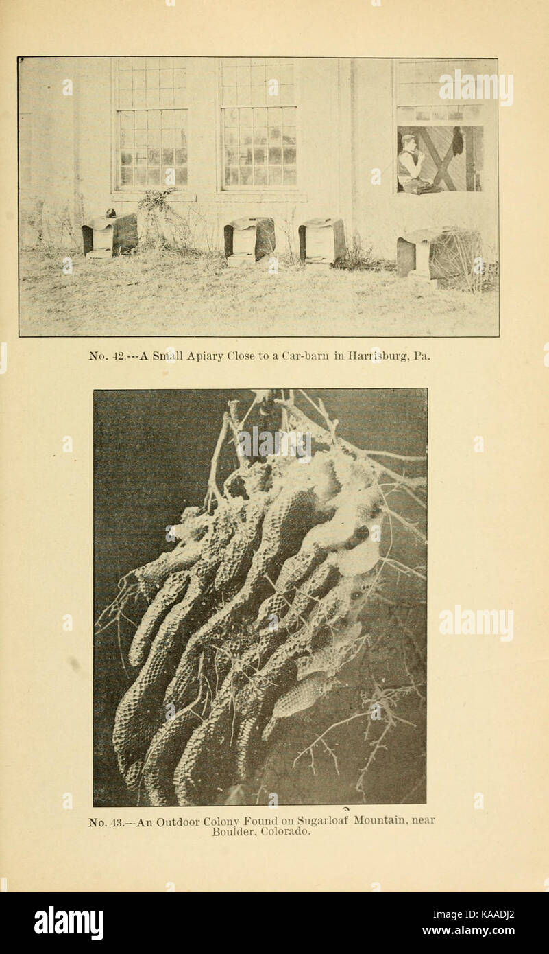 This illustration from 'The ABC and XYZ of Bee Culture' depicts various ...