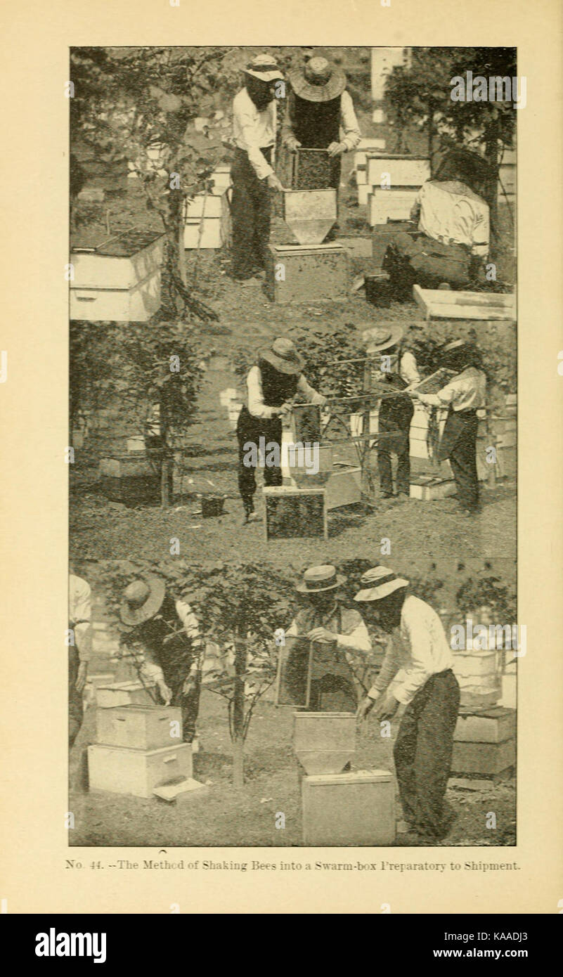 The ABC and XYZ of bee culture BHL9454834 Stock Photo - Alamy