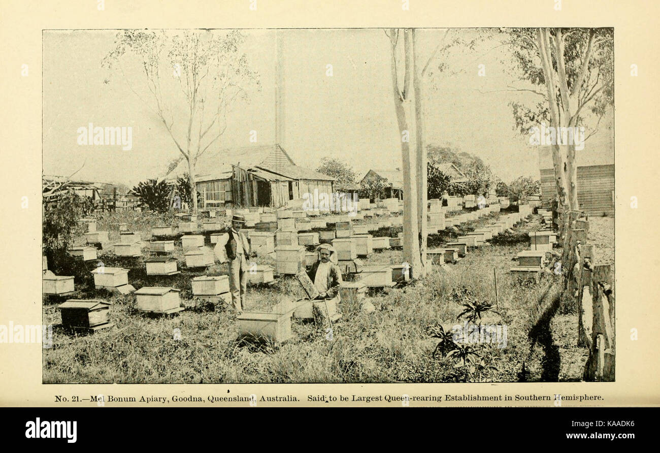 The ABC and XYZ of bee culture BHL9454818 Stock Photo - Alamy