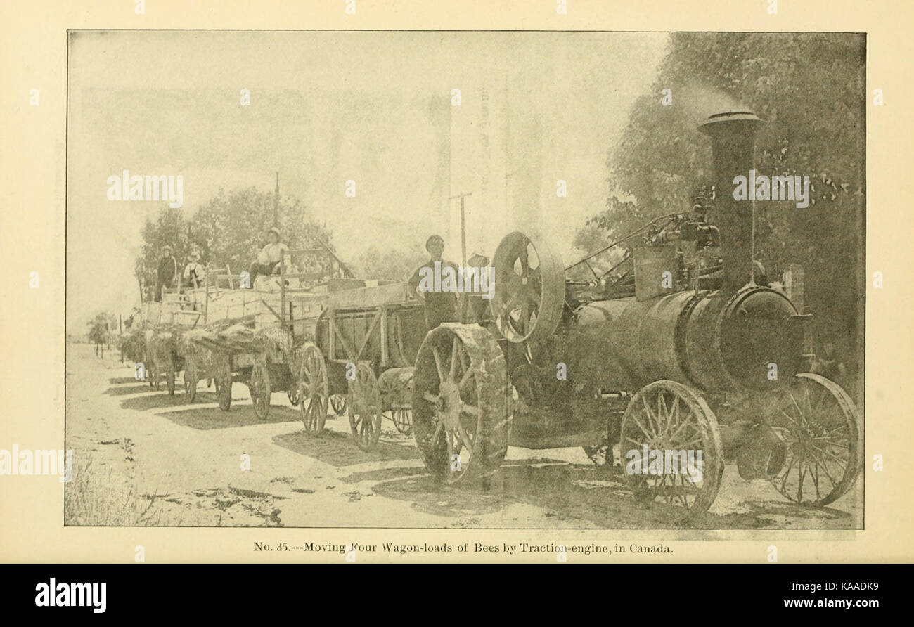 Abc insects hi-res stock photography and images - Alamy