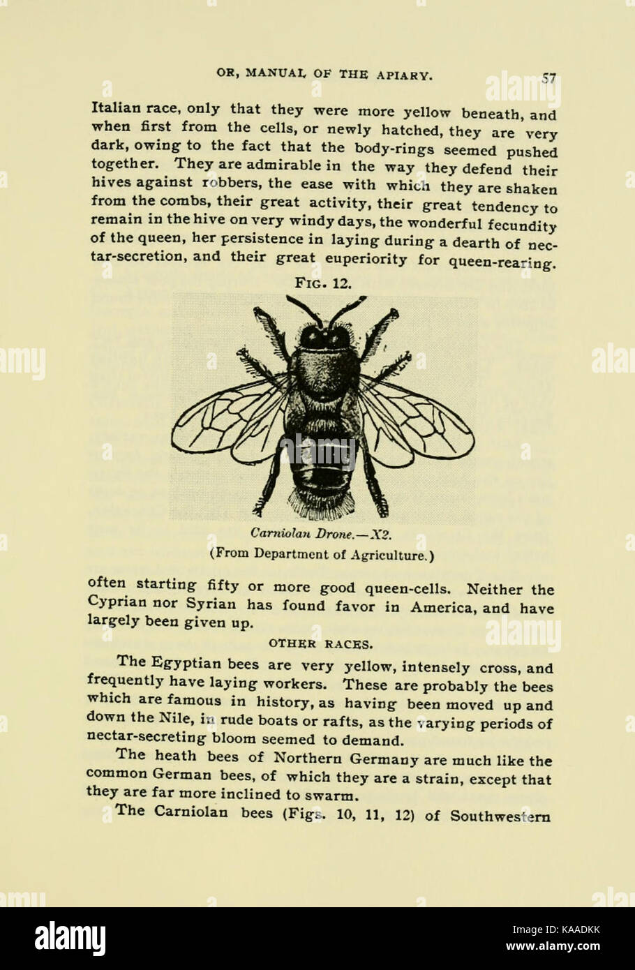 The bee keeper's guide (Page 57) BHL18188732 Stock Photo - Alamy