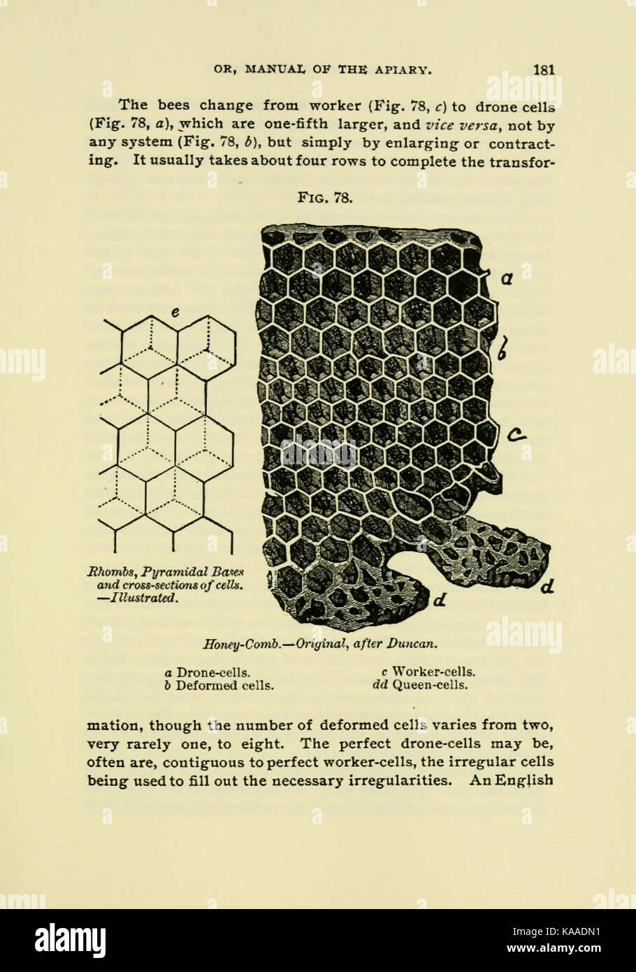 The bee keeper's guide (Page 181) BHL18188856 Stock Photo - Alamy