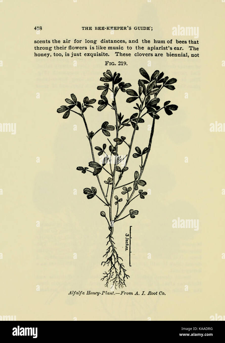 The bee keeper's guide (Page 418) BHL18189093 Stock Photo - Alamy