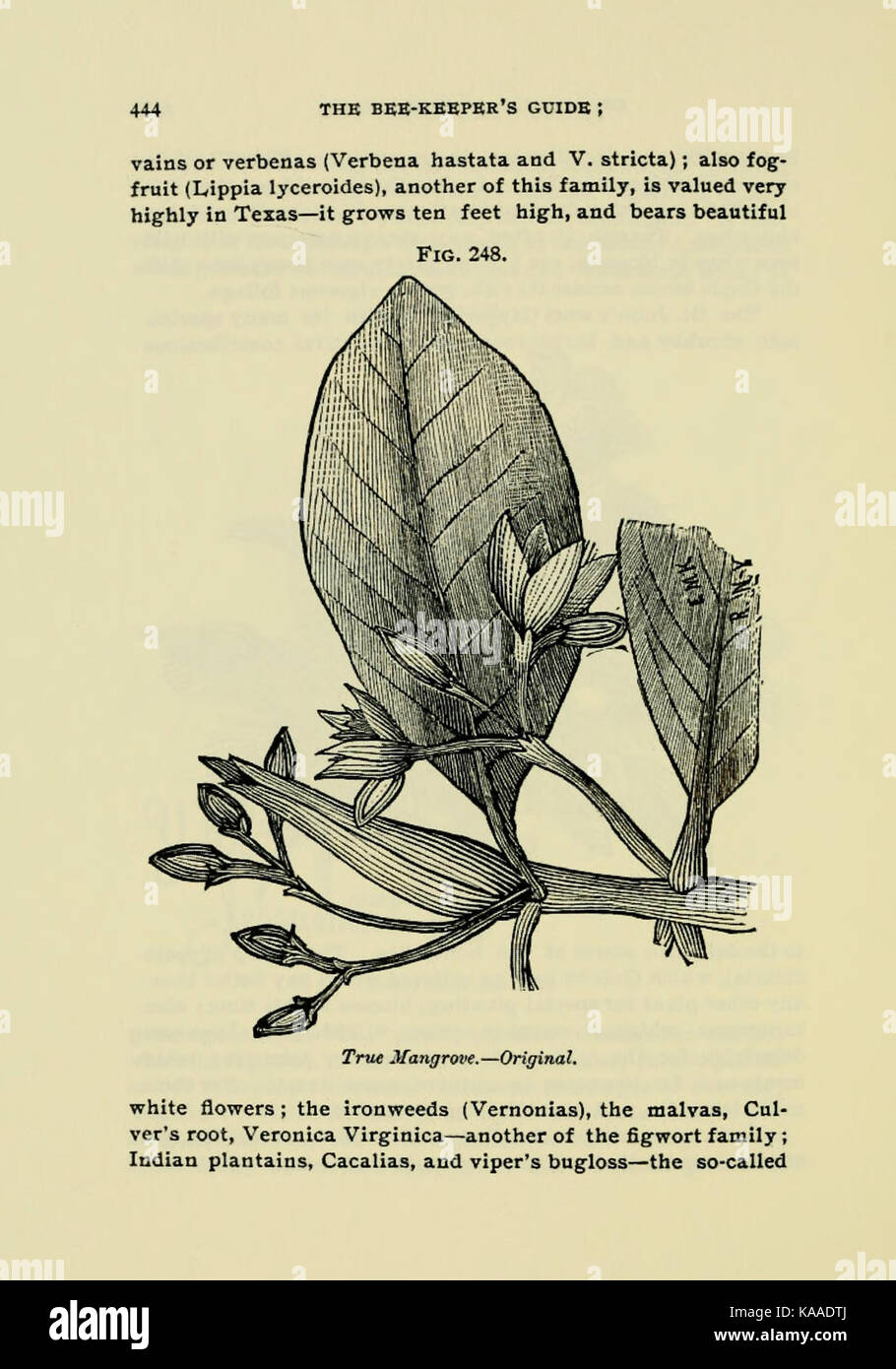 The bee keeper's guide (Page 444) BHL18189119 Stock Photo - Alamy