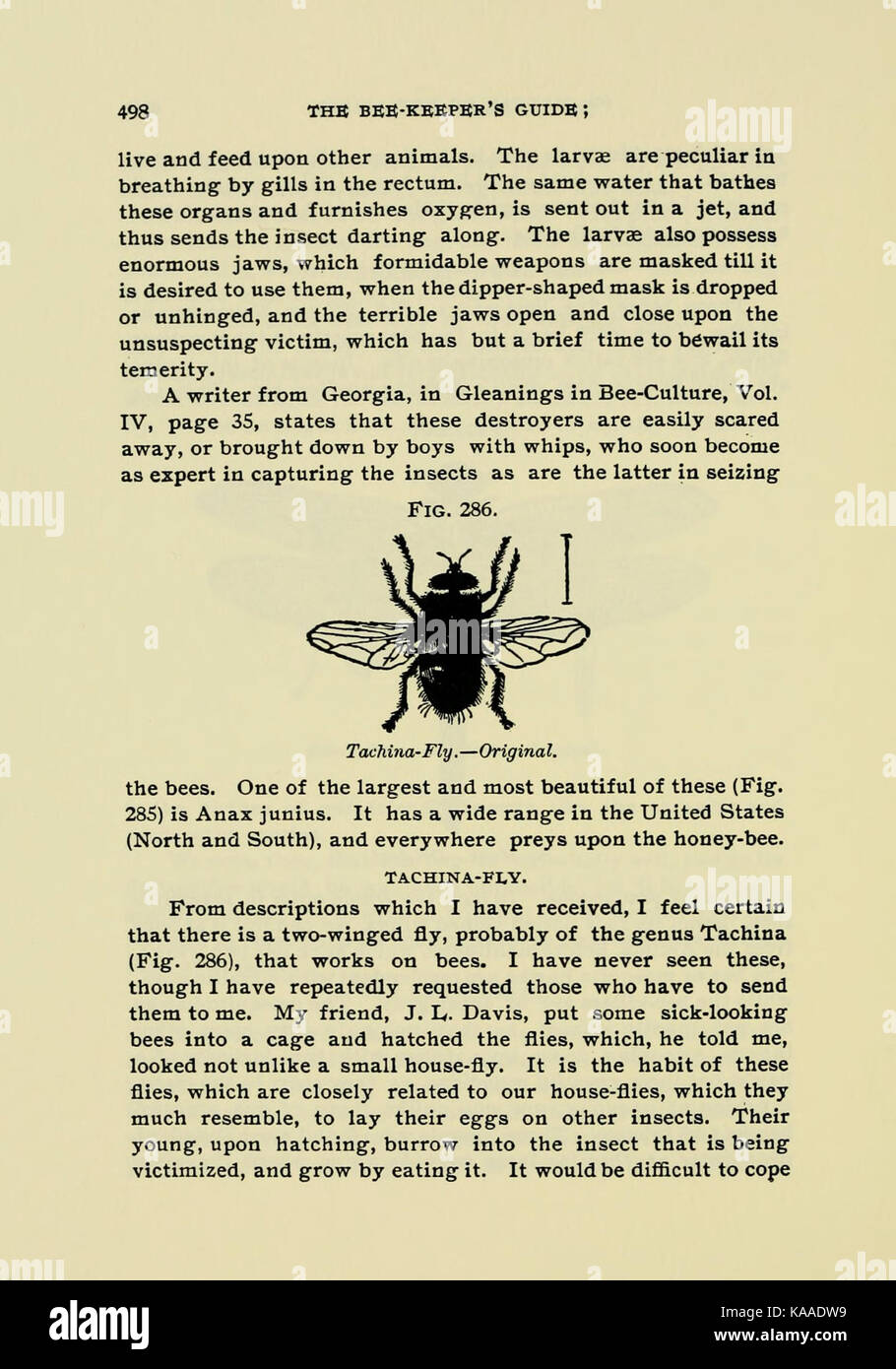 The bee keeper's guide (Page 498) BHL18189173 Stock Photo - Alamy