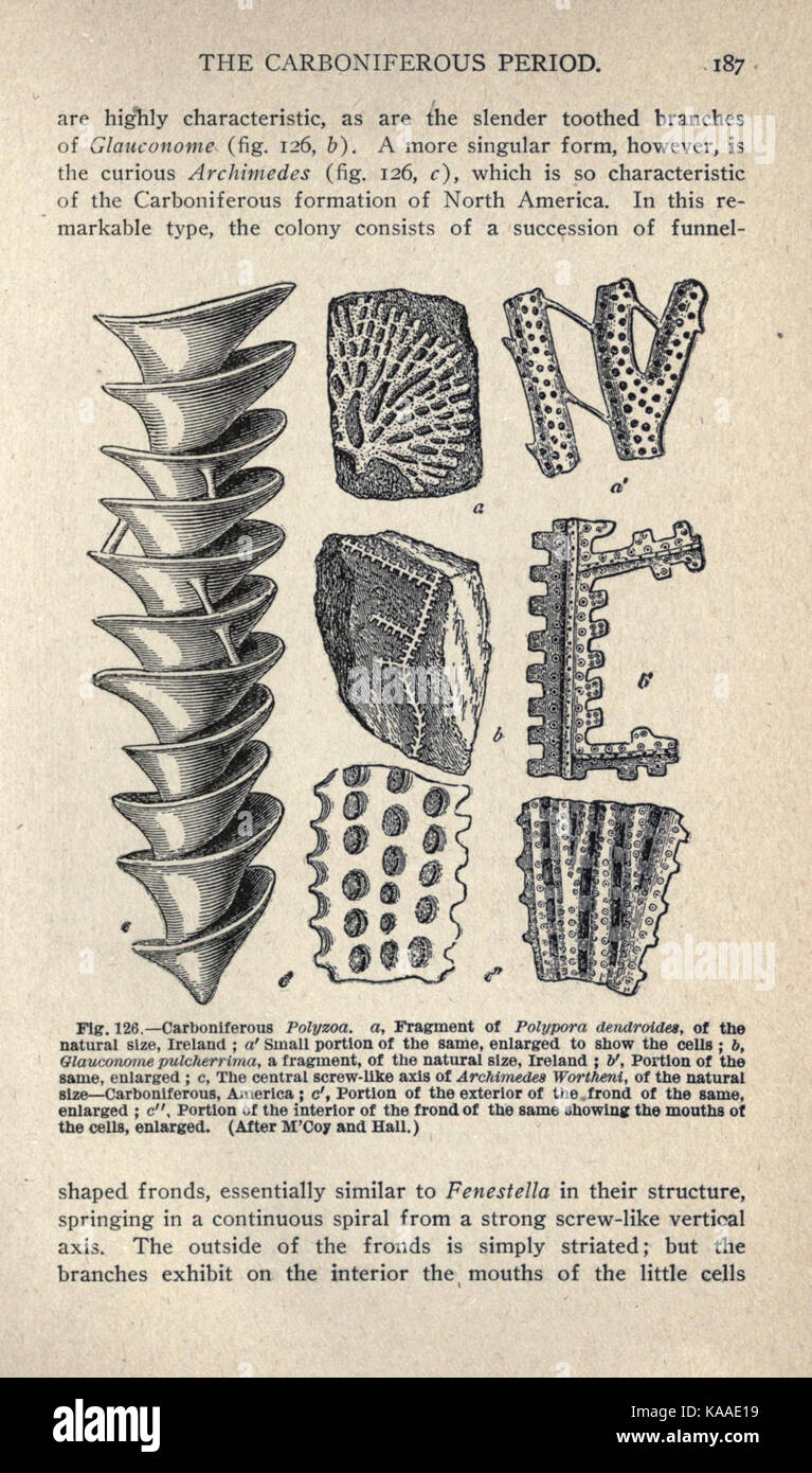 A scientific illustration from 'The Ancient Life History of the Earth ...