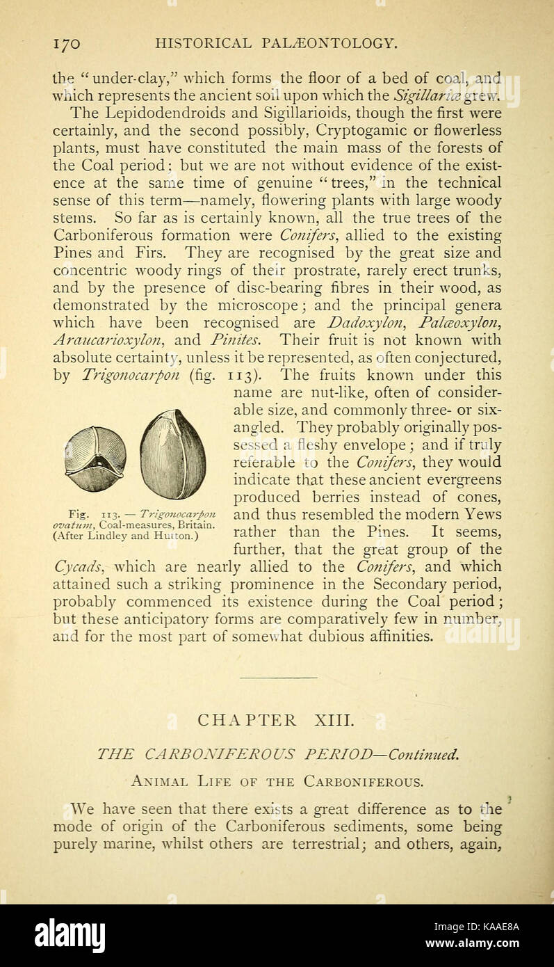 The ancient life history of the earth (Page 170) BHL40460343 Stock ...