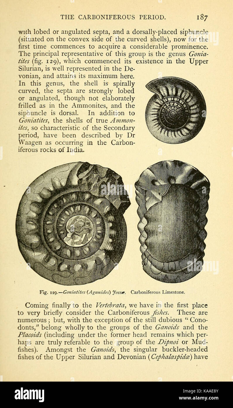An illustration from the book 'The Ancient Life History of the Earth ...
