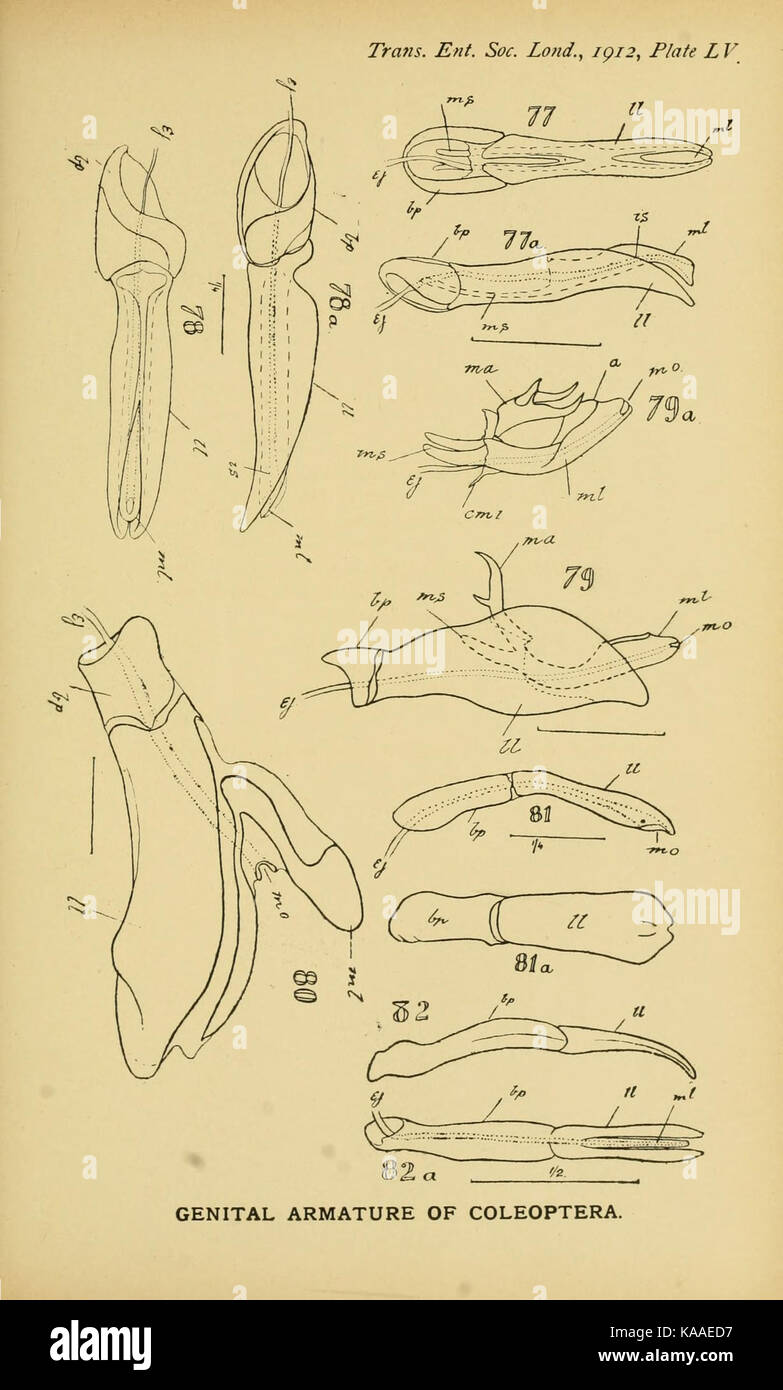 The comparative anatomy of the male genital tube in Coleoptera ...