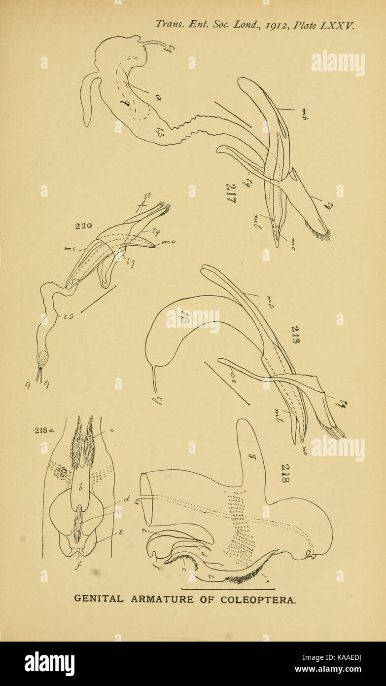 Male genital system hi-res stock photography and images - Alamy