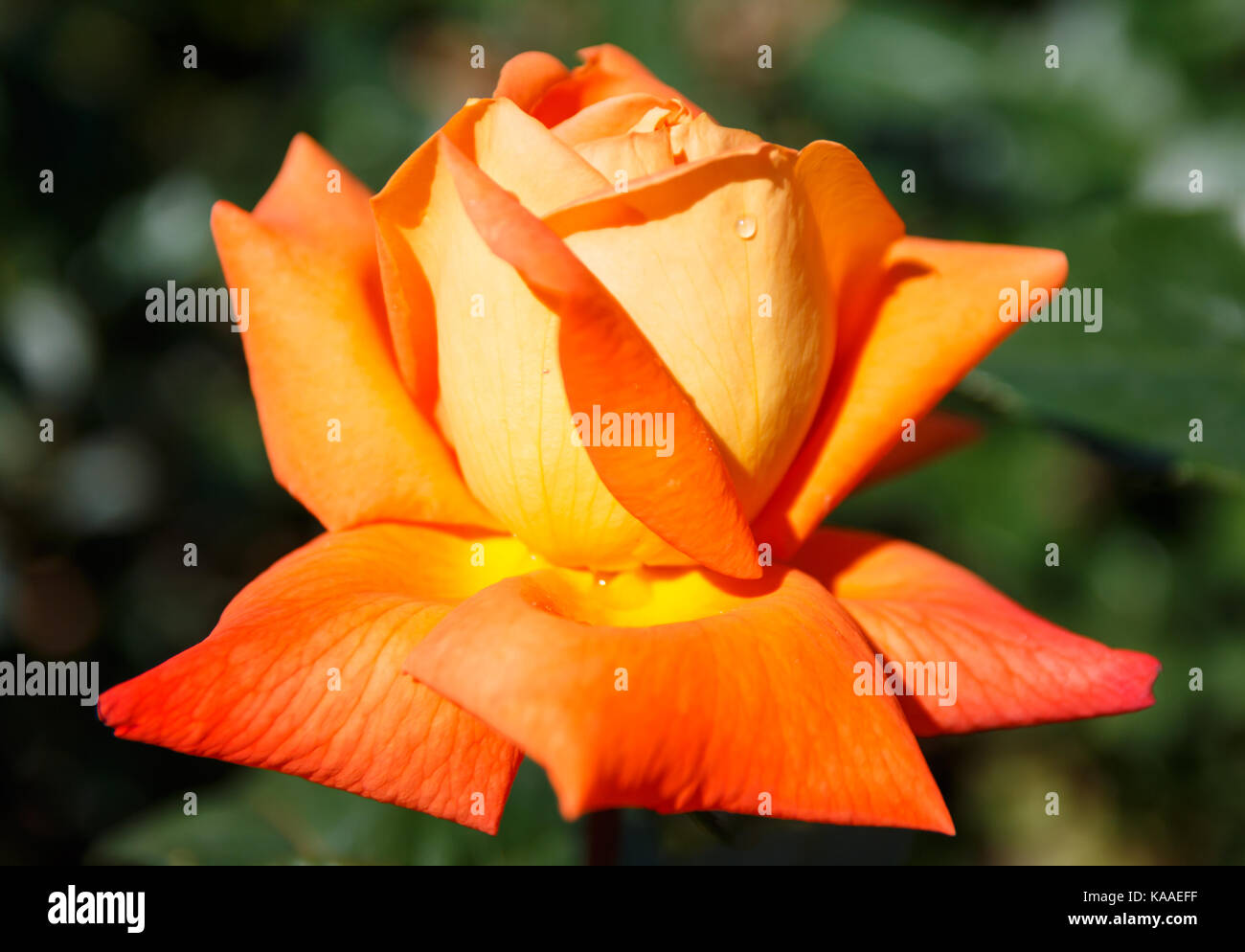 Orange rose in a garden with green leafy background Stock Photo - Alamy