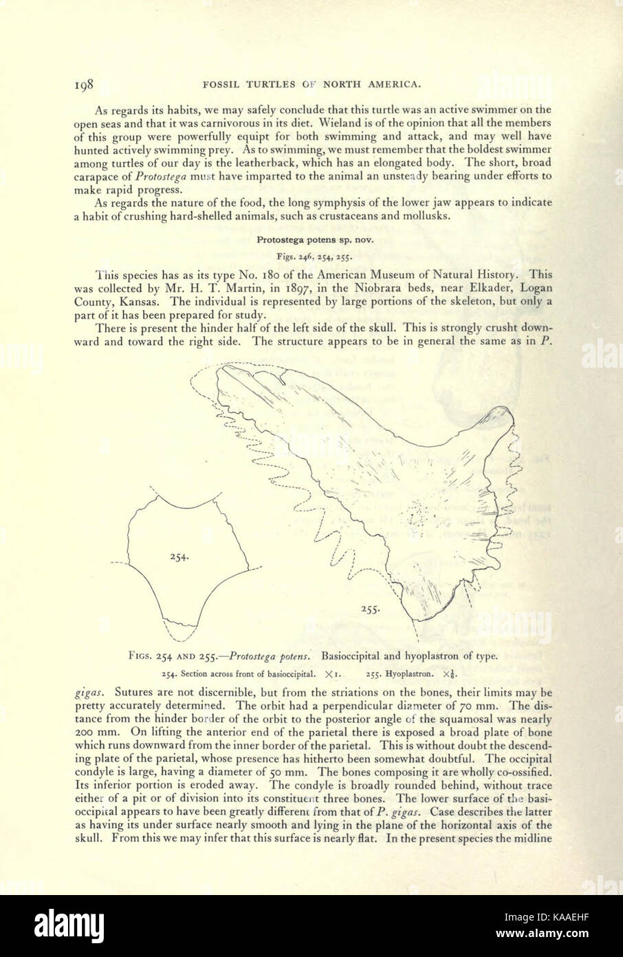 The fossil turtles of North America (Page 198) BHL18767701 Stock Photo ...