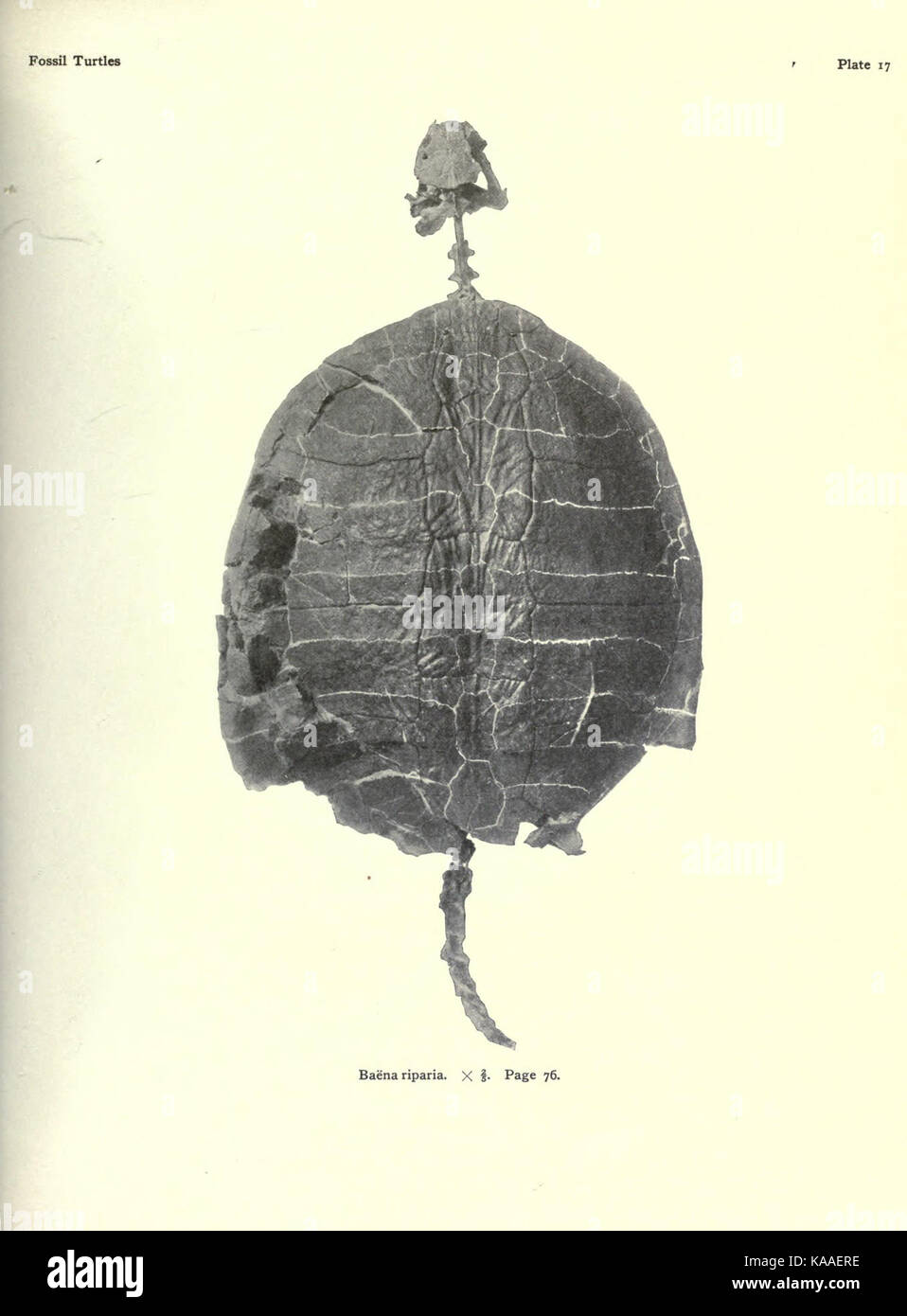 The fossil turtles of North America BHL18768104 Stock Photo - Alamy